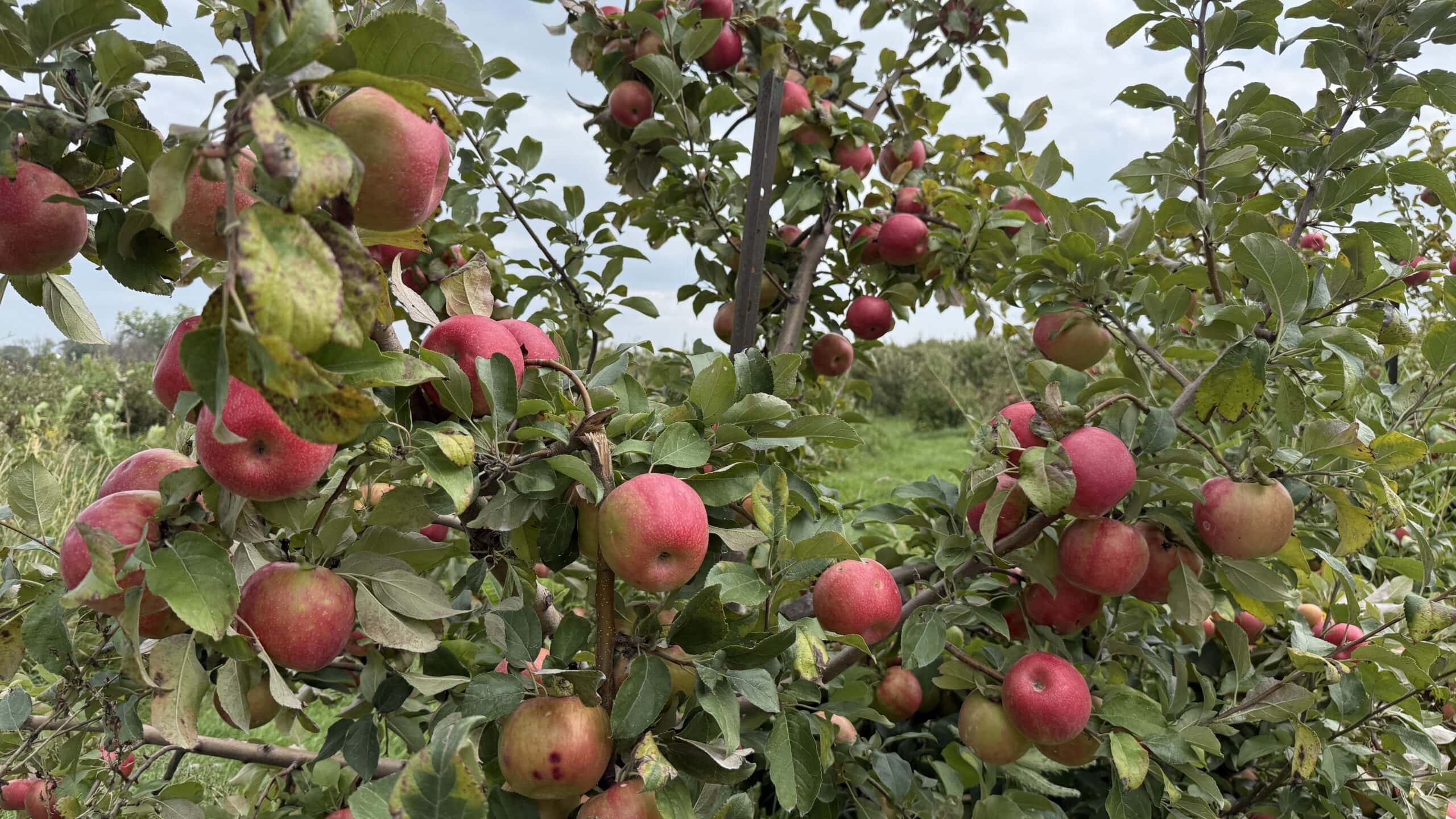20+ Apple Orchards in Minnesota | Apple Picking, Cider & Fall Fun